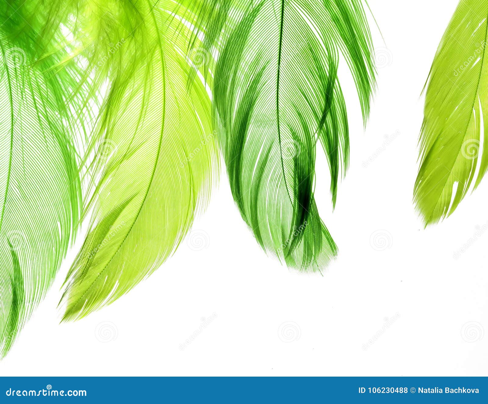 Background of Bright Green Feathers on a White Isolated Stock Photo ...
