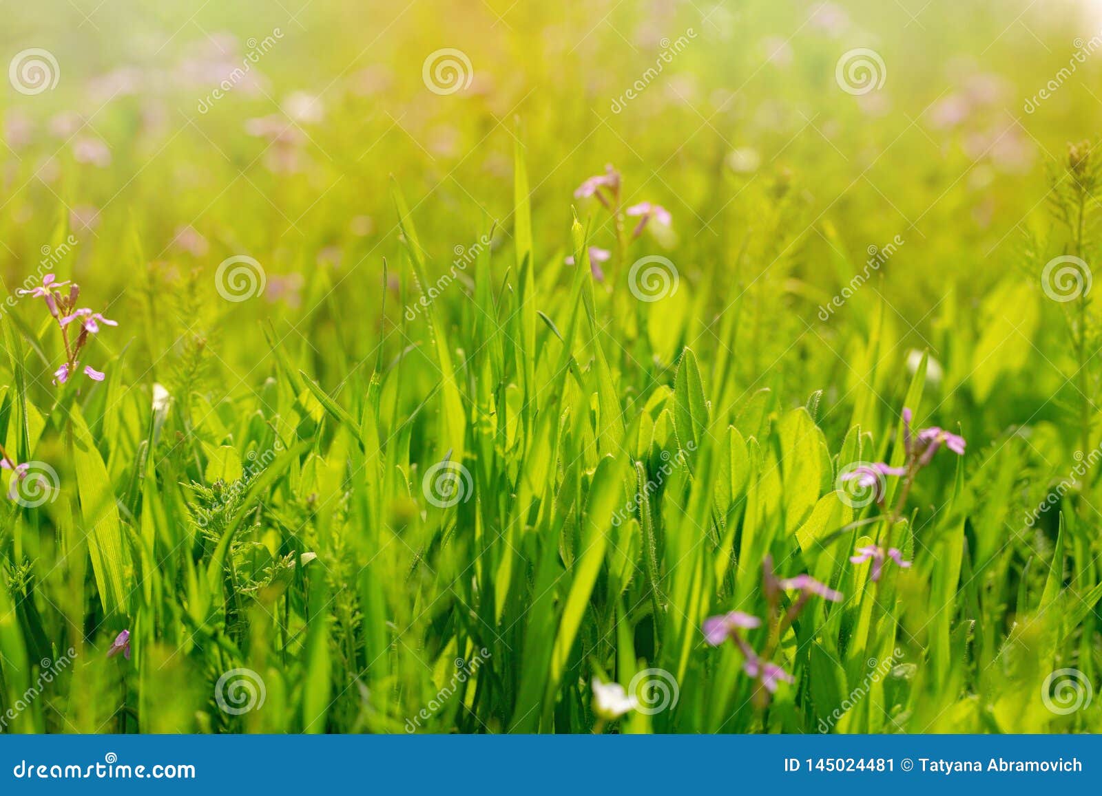 Background Bright Green Grass and Lilac Flowers Row. Sunray Stock Image ...