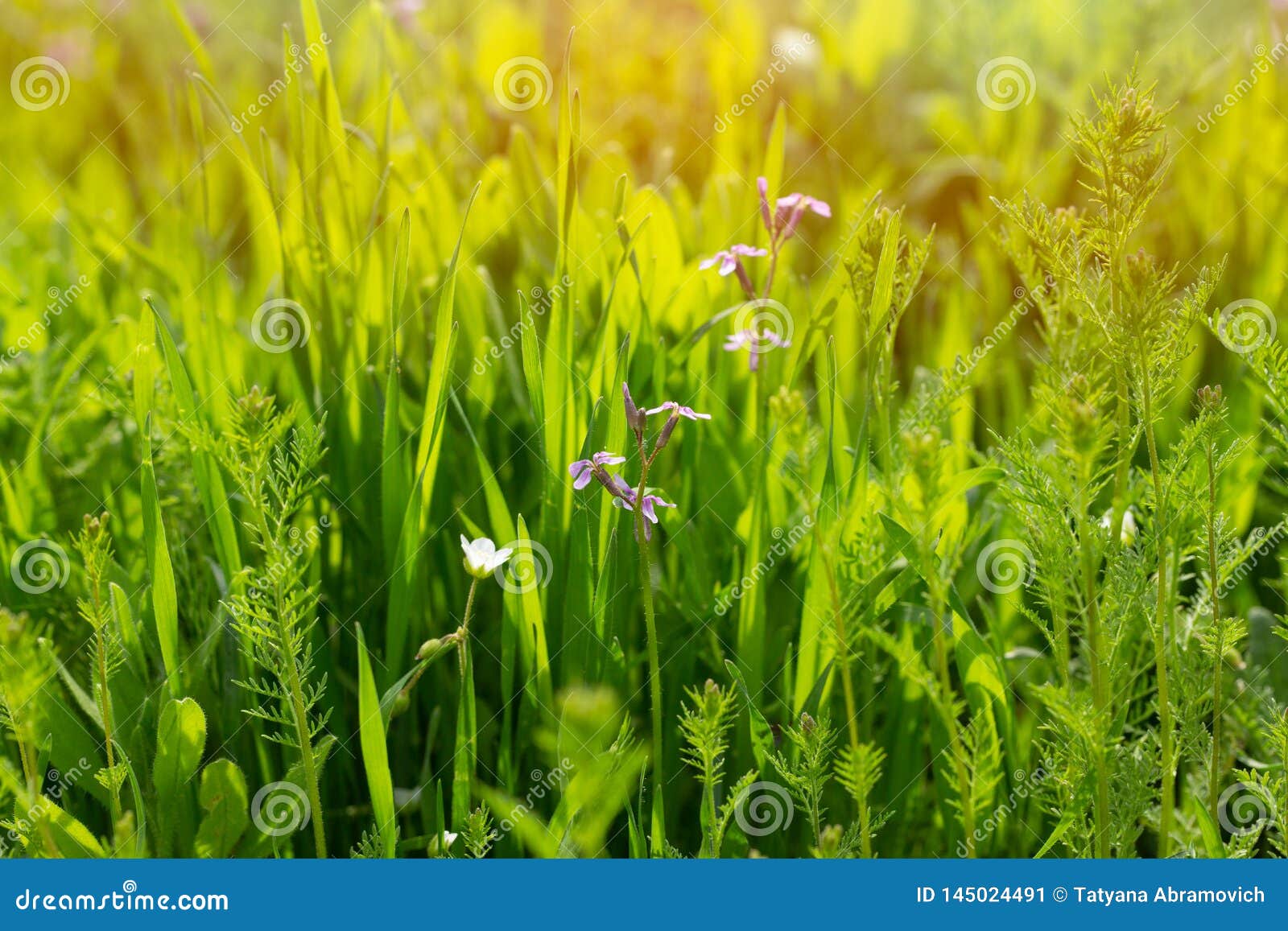 Background Bright Green Grass and Lilac Flowers Row. Sunray Stock Image ...