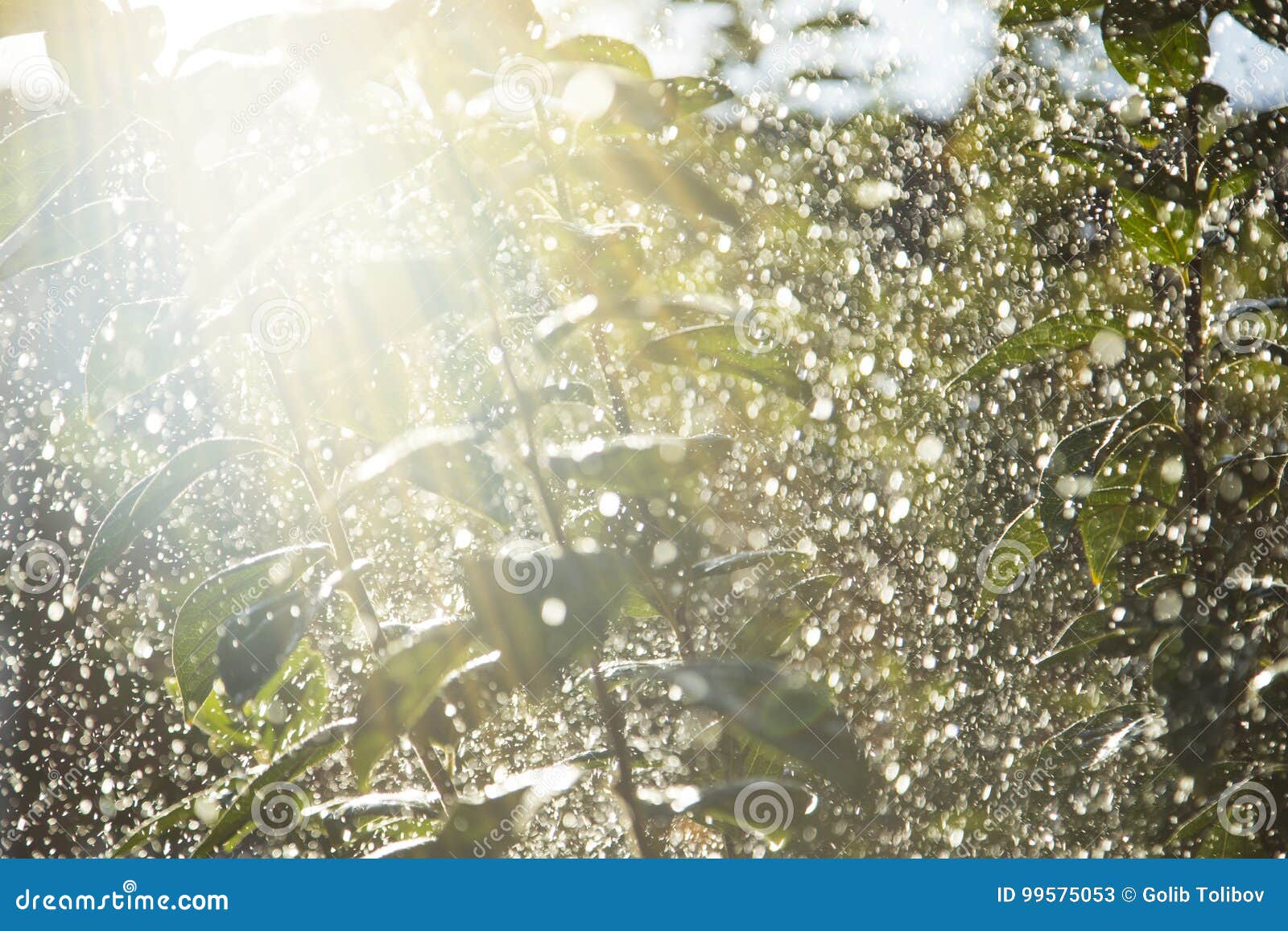 Tree in raindrops stock image. Image of space, beauty - 99575053