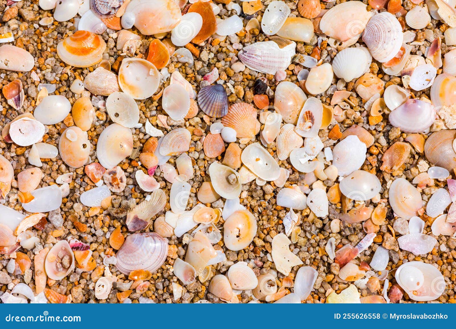 Background with Bright Orange Sand and Tropical Seashells Stock Photo ...