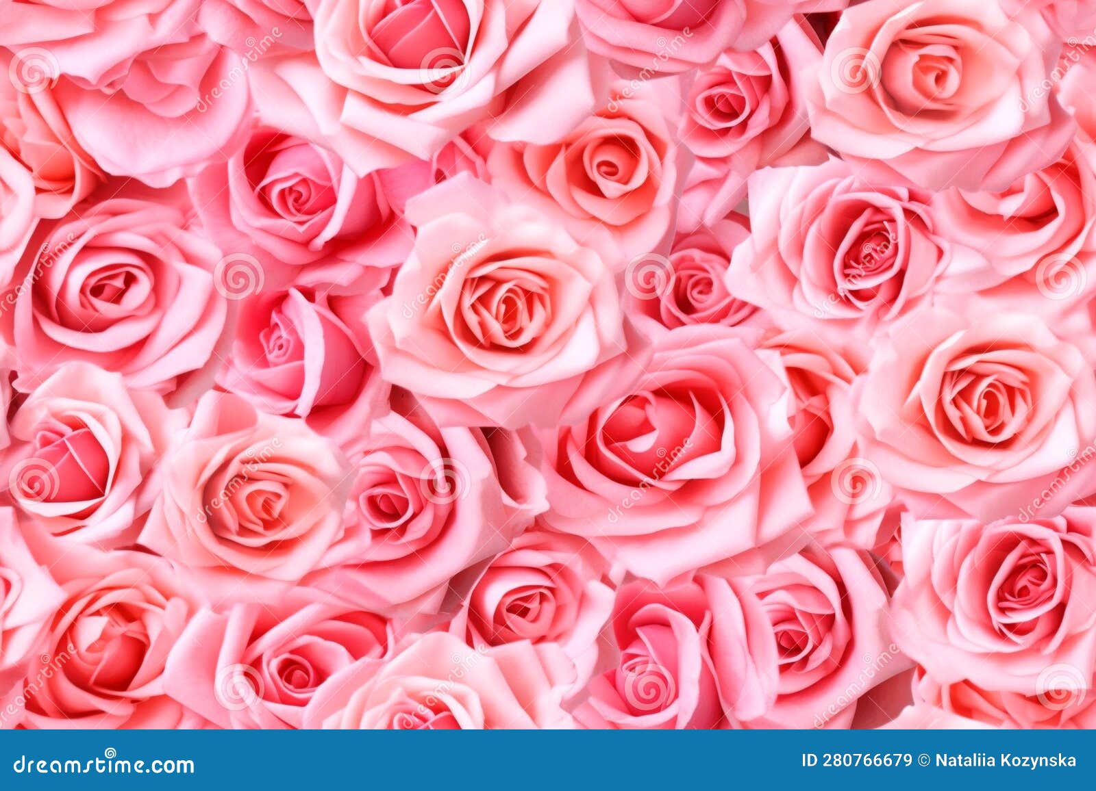 Background of Bright Pink Roses. Pattern Stock Illustration ...