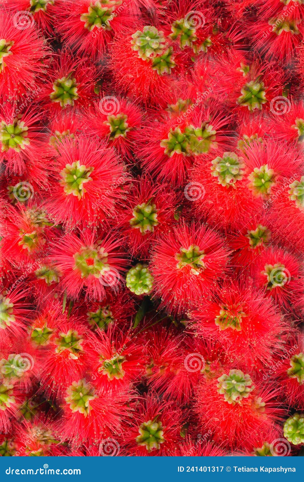Background of Bright, Red Flowers, Many Fluffy Flowers Stock Image ...