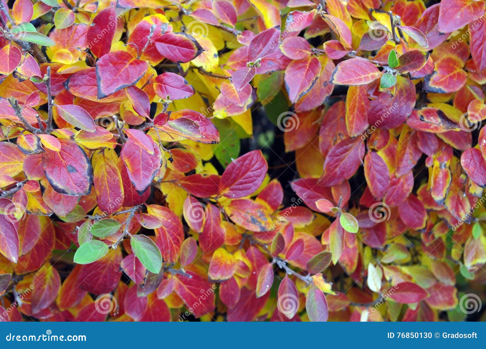 Background of Bright Red and Yellow Leaves of a Bush Stock Photo ...