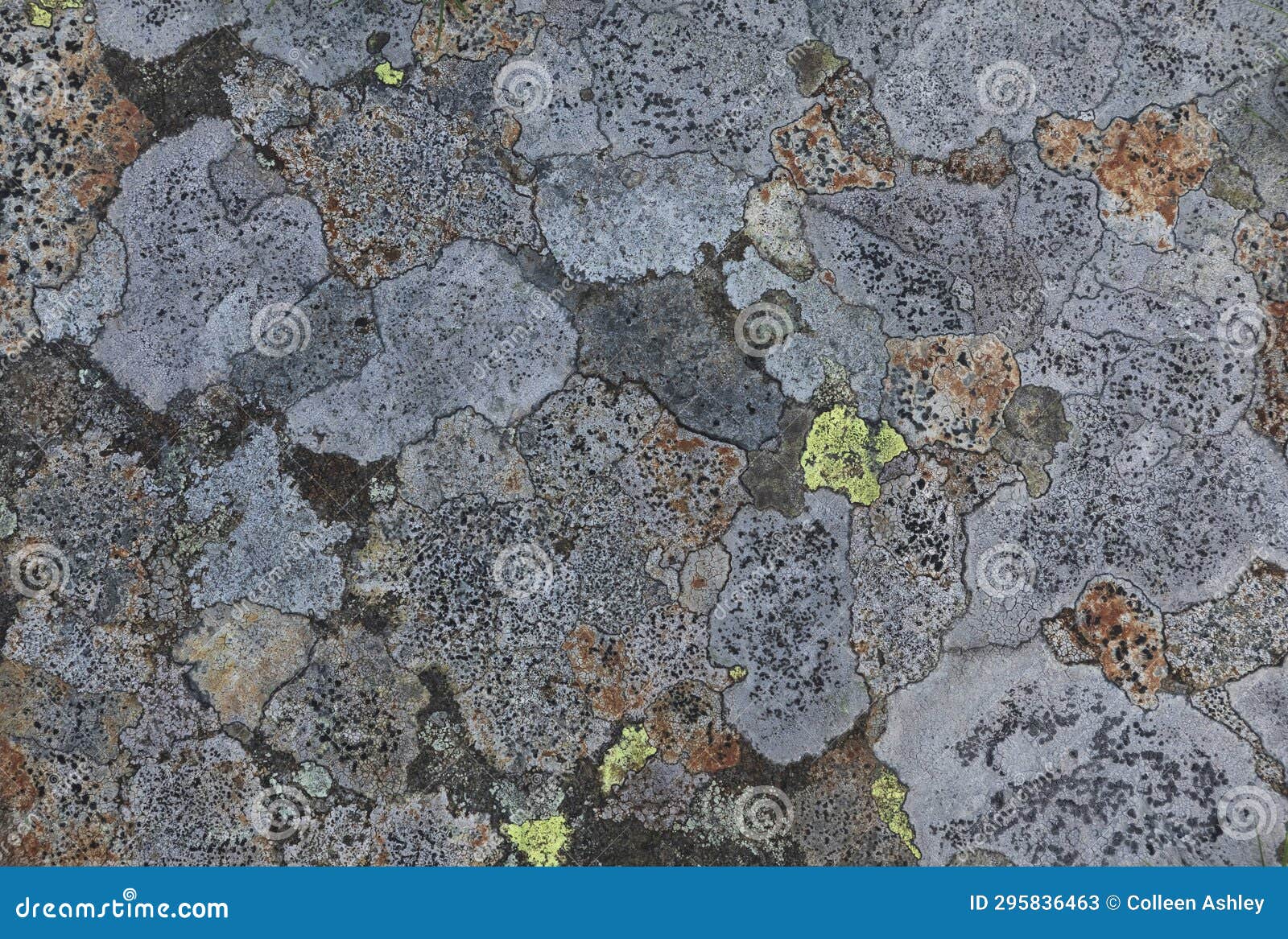 Background of Brightly Coloured Lichen Stock Image - Image of smooth ...