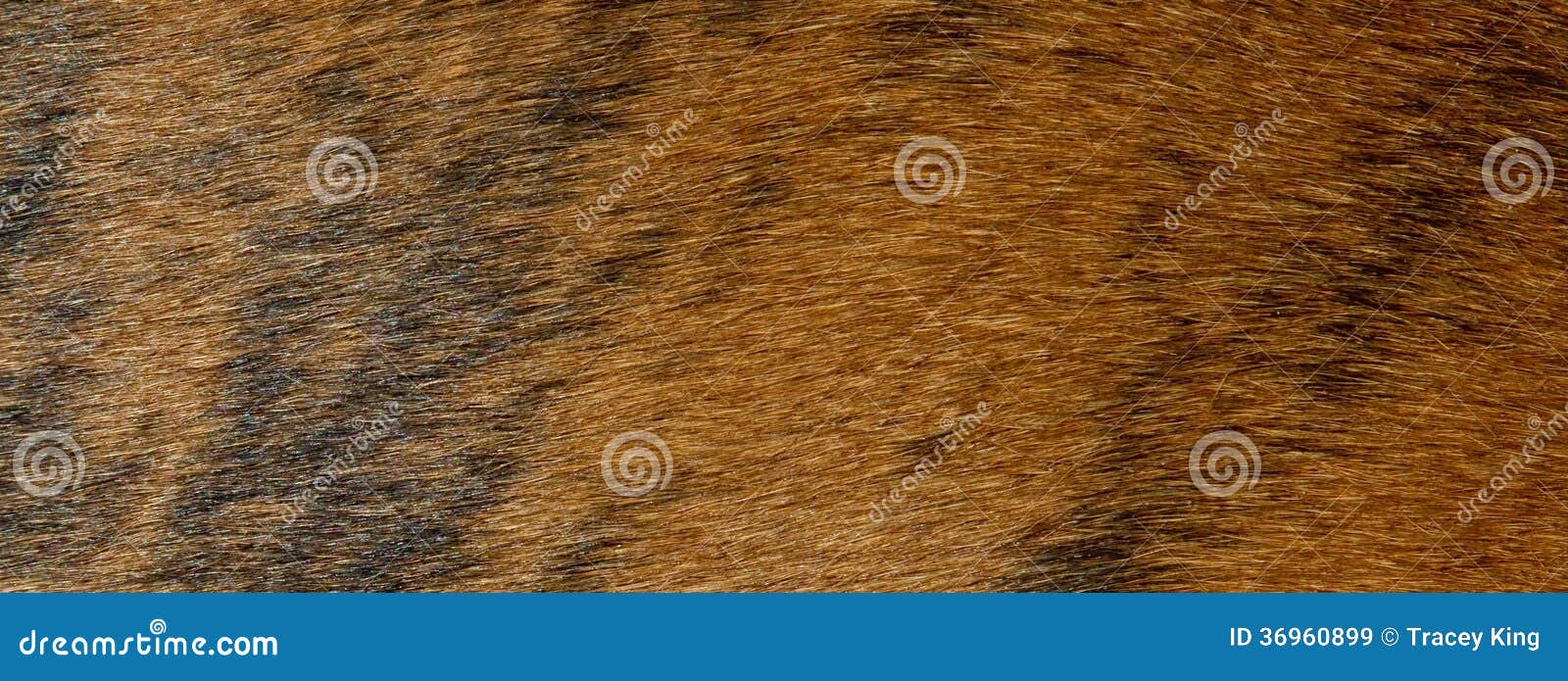 Background Brindle Boxer Dog Fur Pattern and Text Stock Image - Image ...