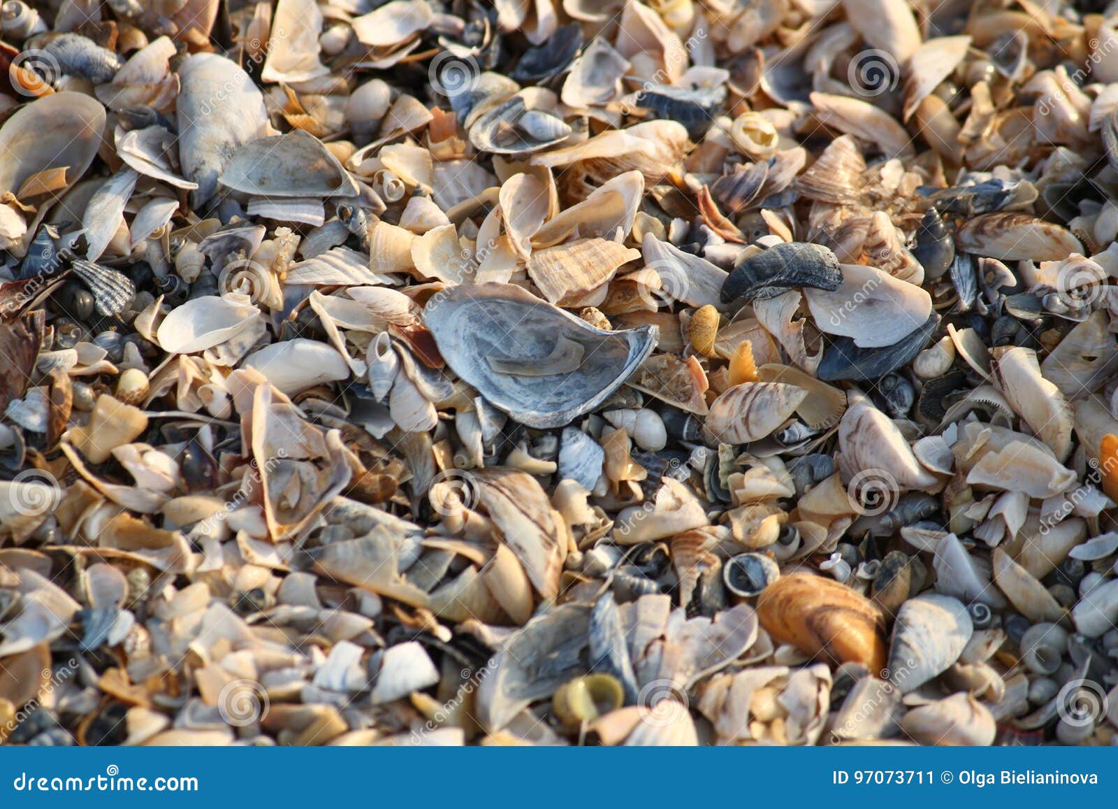 Background of Broken Seashell Fragments on the Sandy Beach of Southern ...