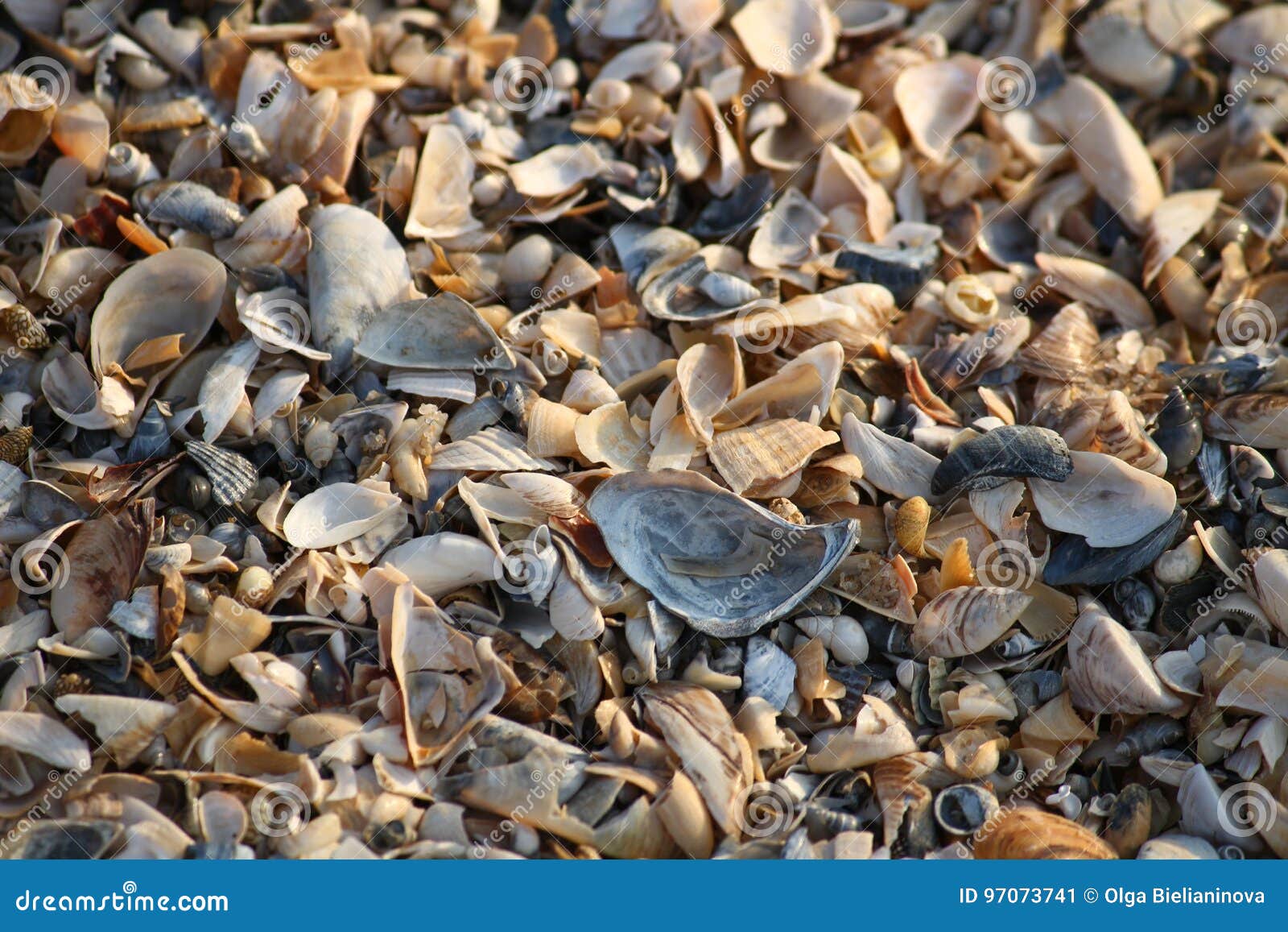 Background of Broken Seashell Fragments on the Sandy Beach of Southern ...