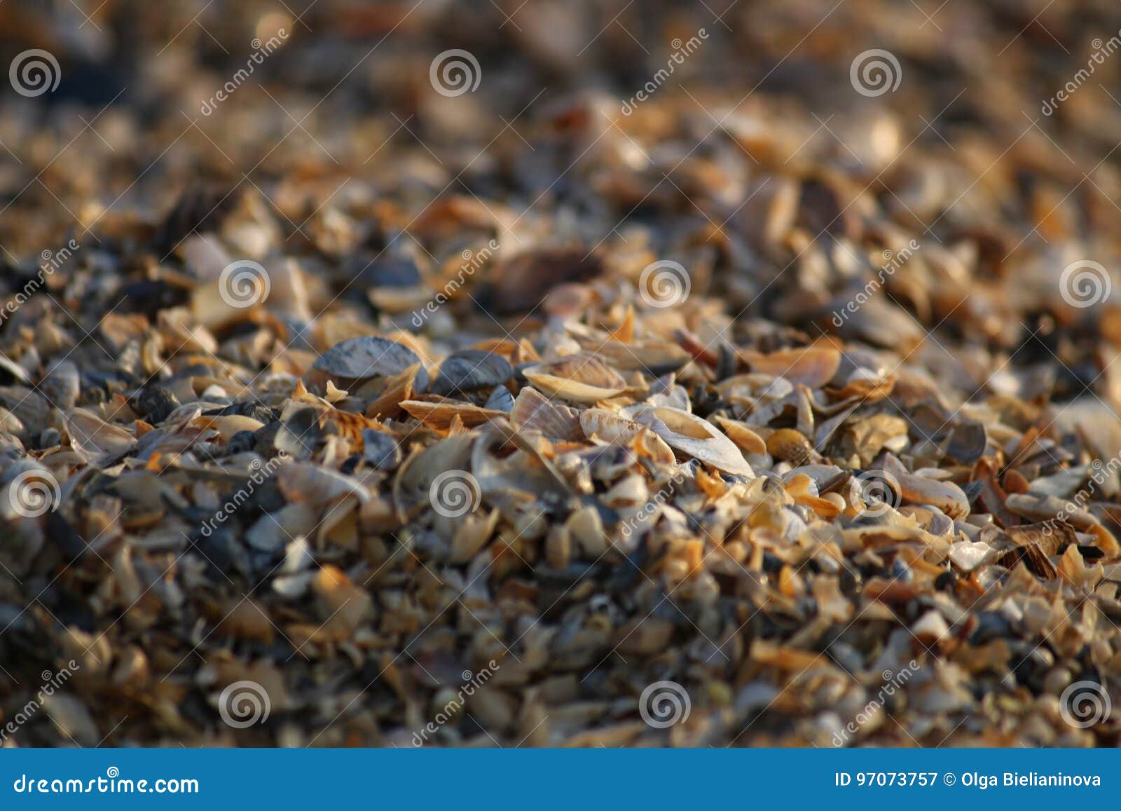 Background of Broken Seashell Fragments on the Sandy Beach of Southern ...