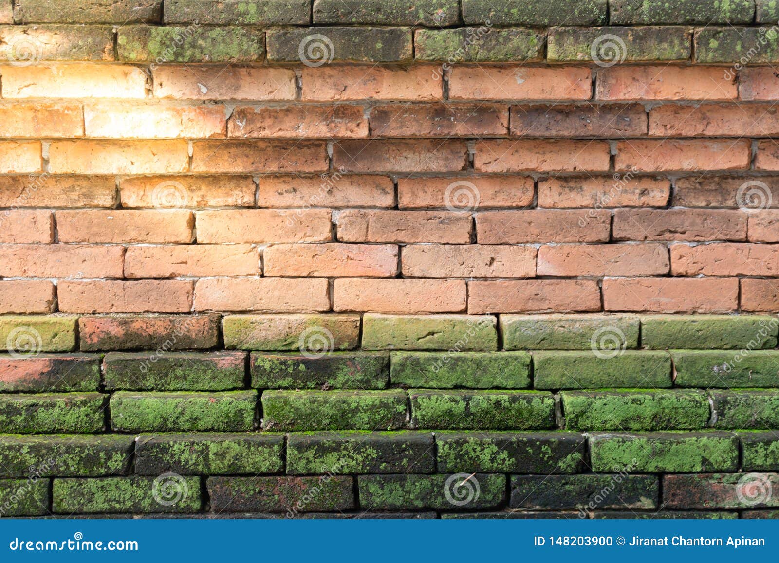 Brick Wall Green Algae Stock Photos - Download 299 Royalty Free Photos