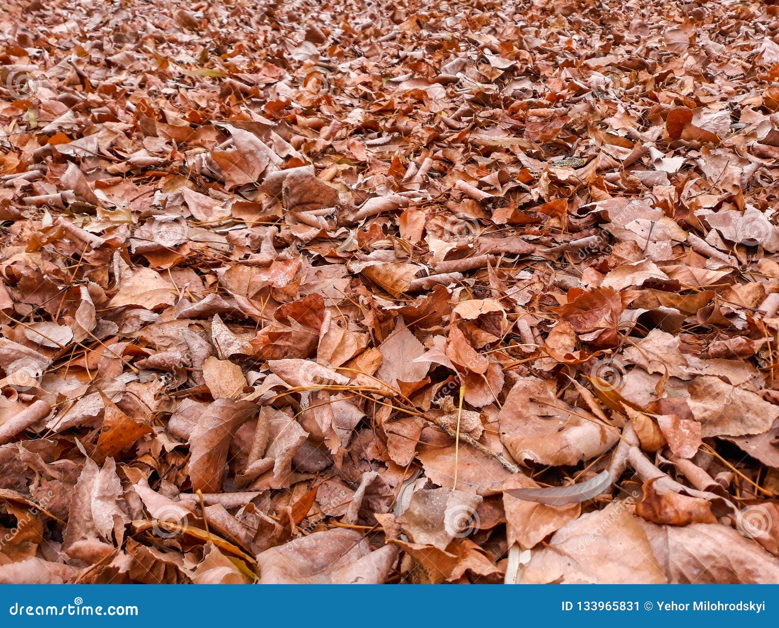 Background with Brown Leaves Stock Image - Image of outdoor, leaf ...