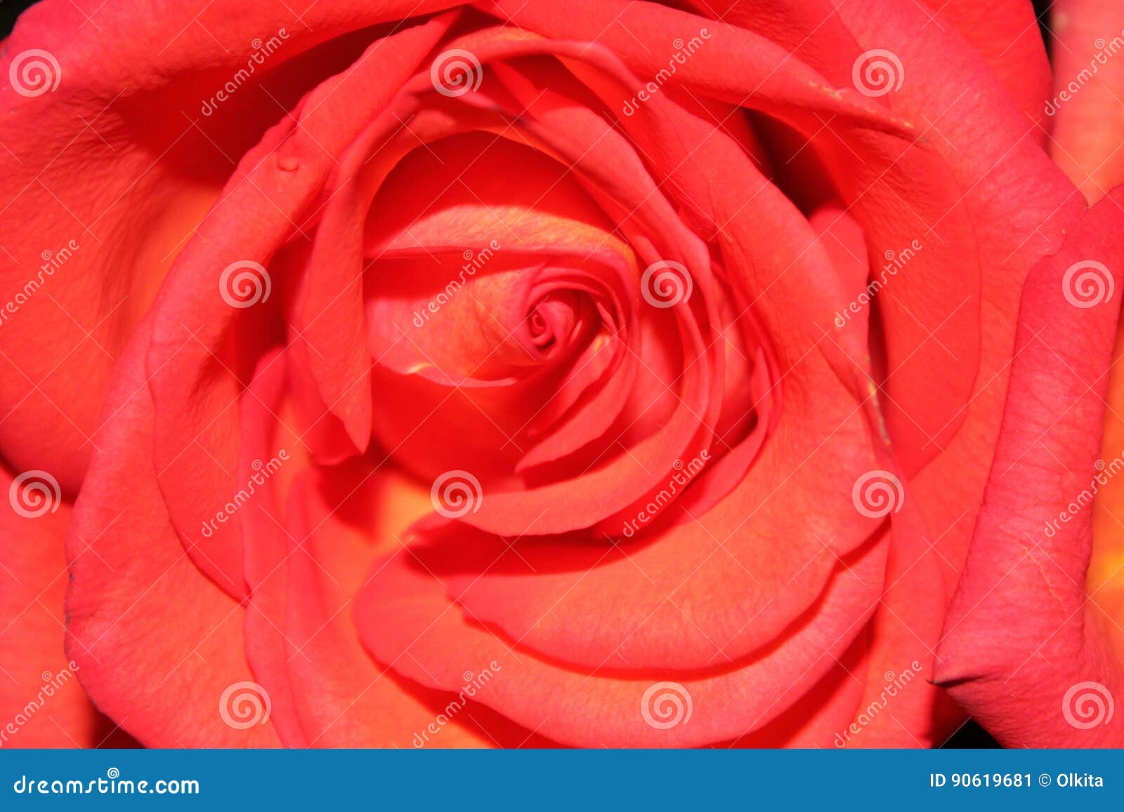 Red Rose Horizontal Stock Photos - Download 11,032 Images