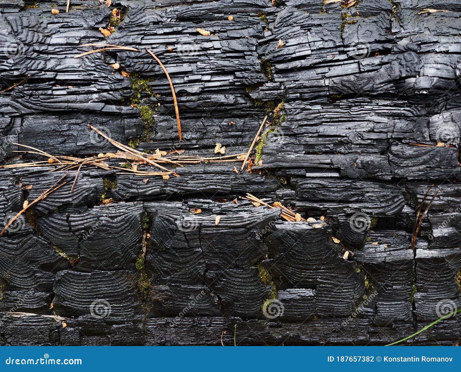 Background of a burned log stock photo. Image of burnt - 187657382