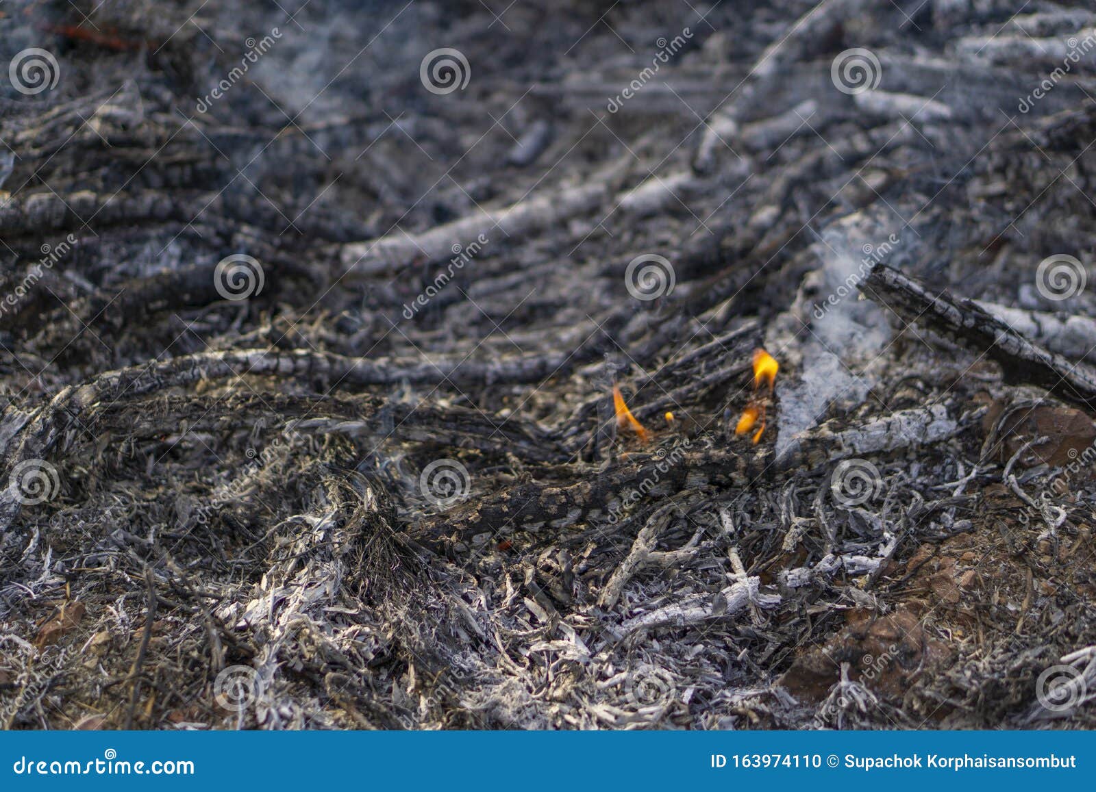Background of Burning Branch and Leaf ,dying Bonfire with Some Ashes ...