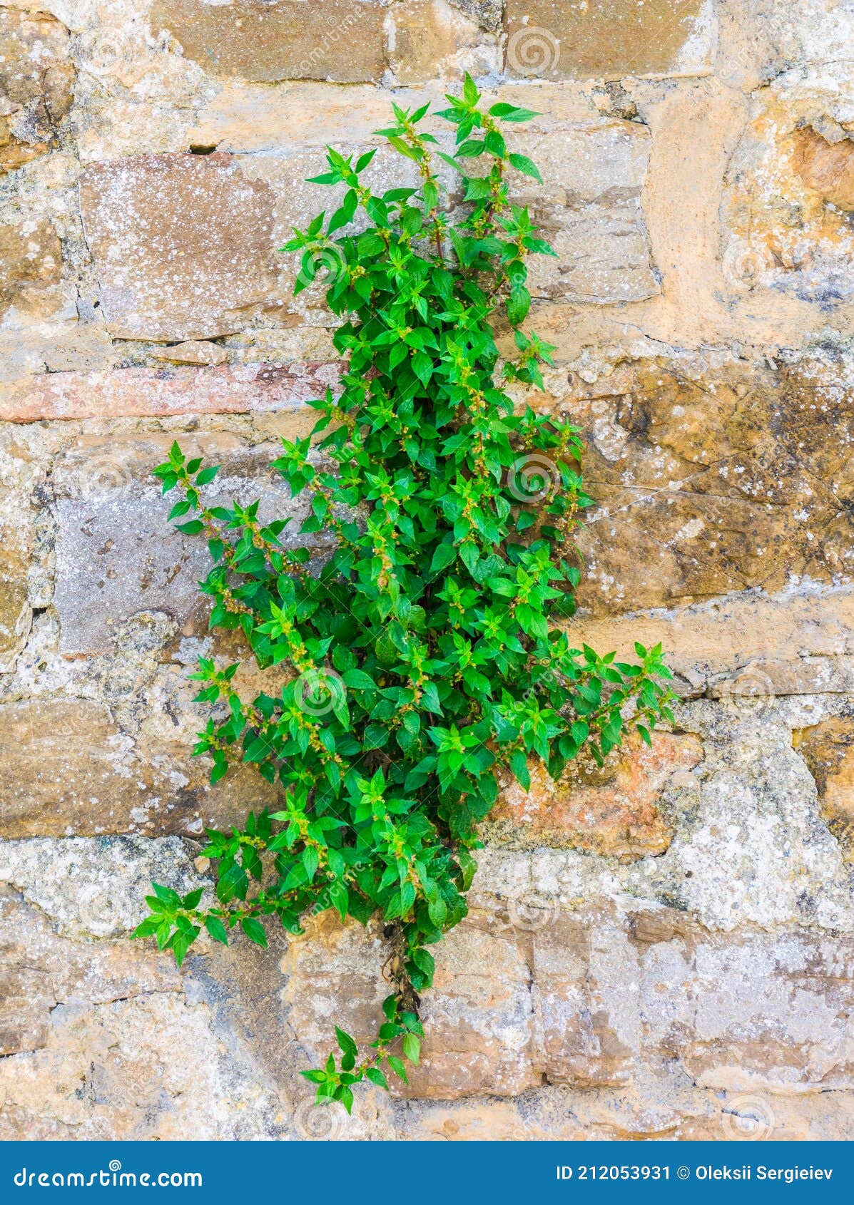 Bush Weed in an Old Stone Wall Stock Image - Image of stone ...