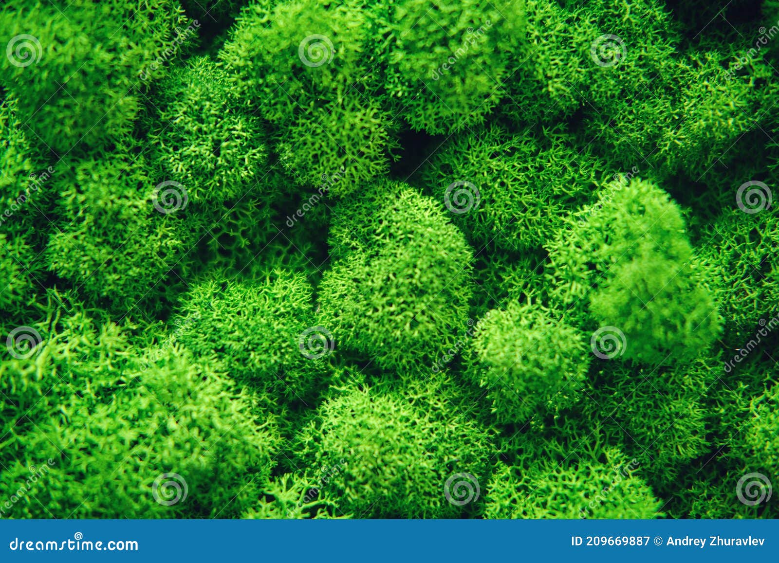 Background of Bushes of Green Stabilized Moss Similar To Trees in the ...