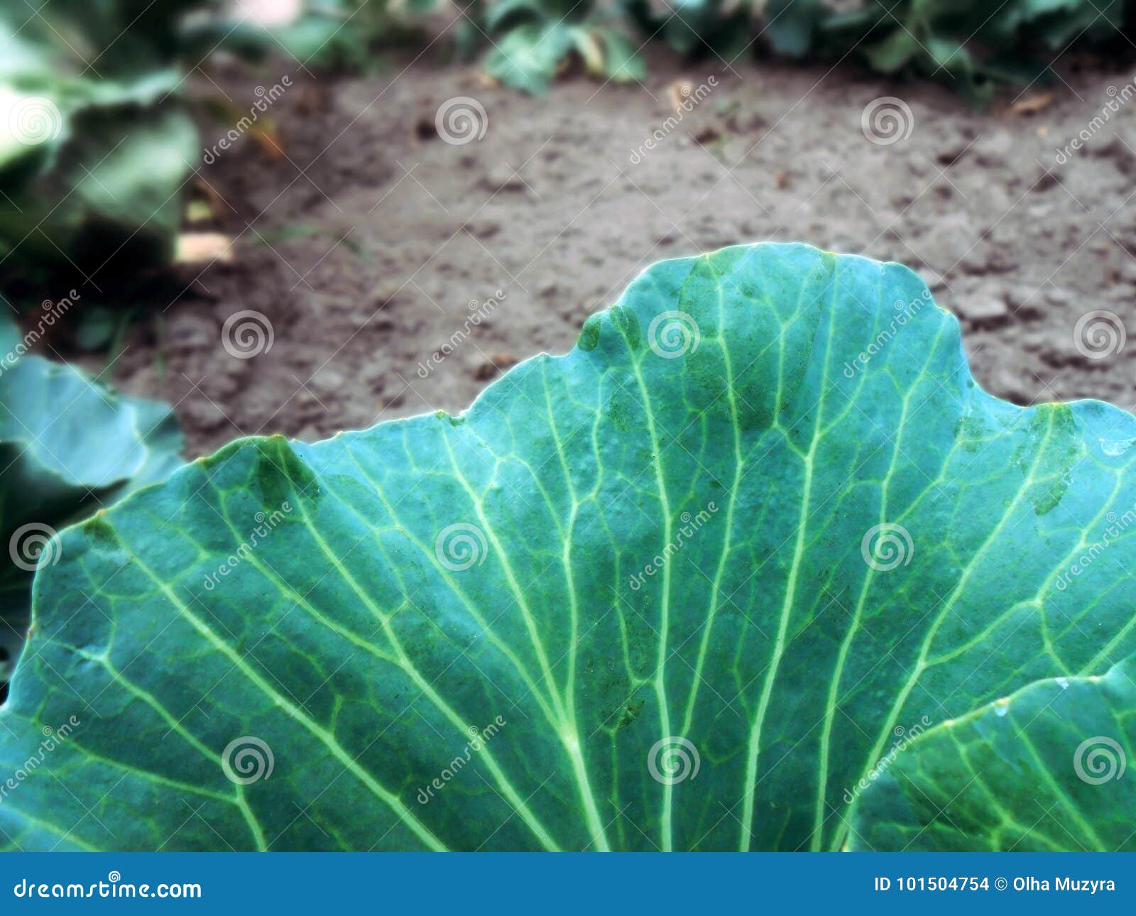 Background with Cabbage Leaf Stock Photo - Image of garden, vegetarian ...