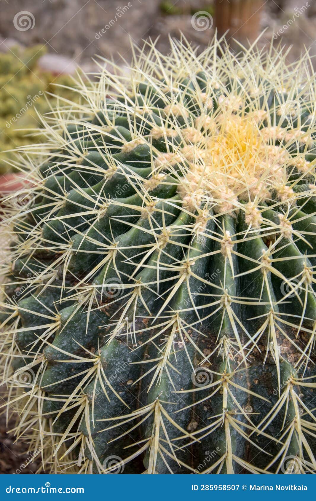 Background of Cactus with Long Spines. Cactus Plant Close Up Stock ...