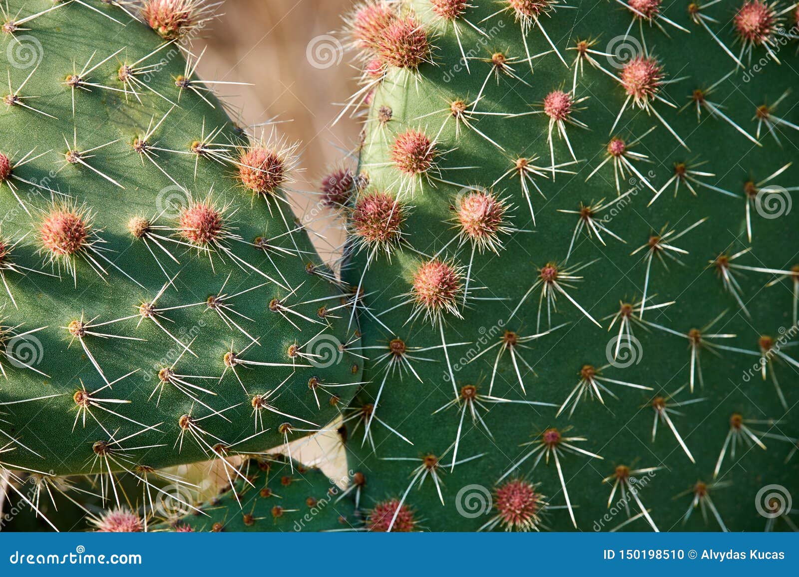 Background of Cactus Texture Stock Photo - Image of flower, beauty ...