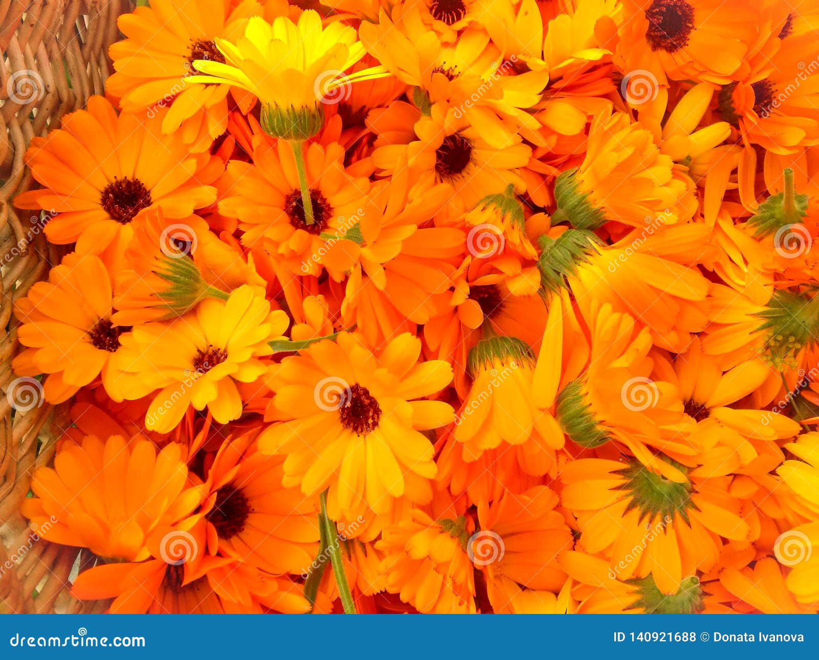 Background with Calendula. Medicinal Herbs. Summer Stock Photo - Image ...