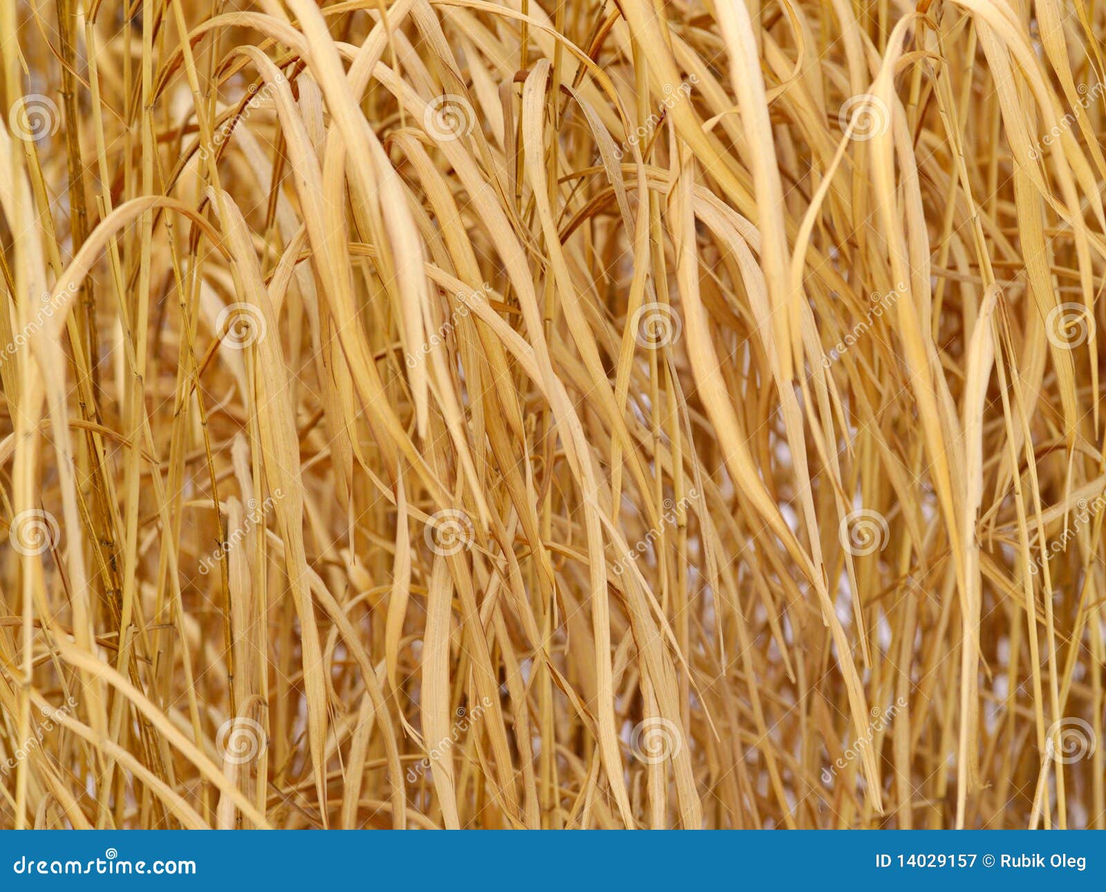 Background from Cane Leaves Stock Image - Image of nature, winter: 14029157