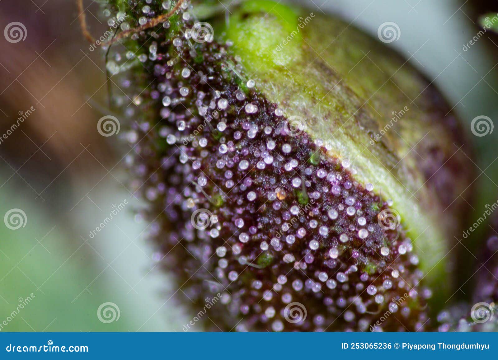 Marijuana Bud Under the Microscope, Cannabis Plant for Study in ...
