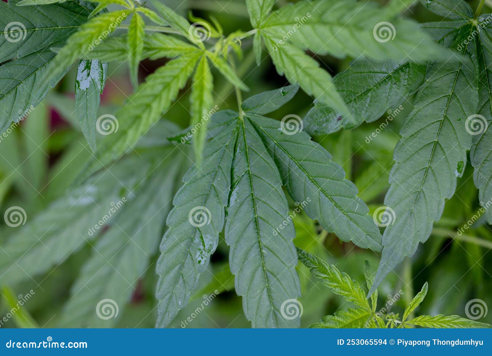 Marijuana Bud Under the Microscope, Cannabis Plant for Study in ...