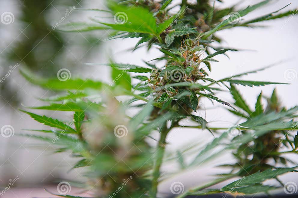 Background Canopy of Budding Indoor Marijuana Plants. Stock Photo ...