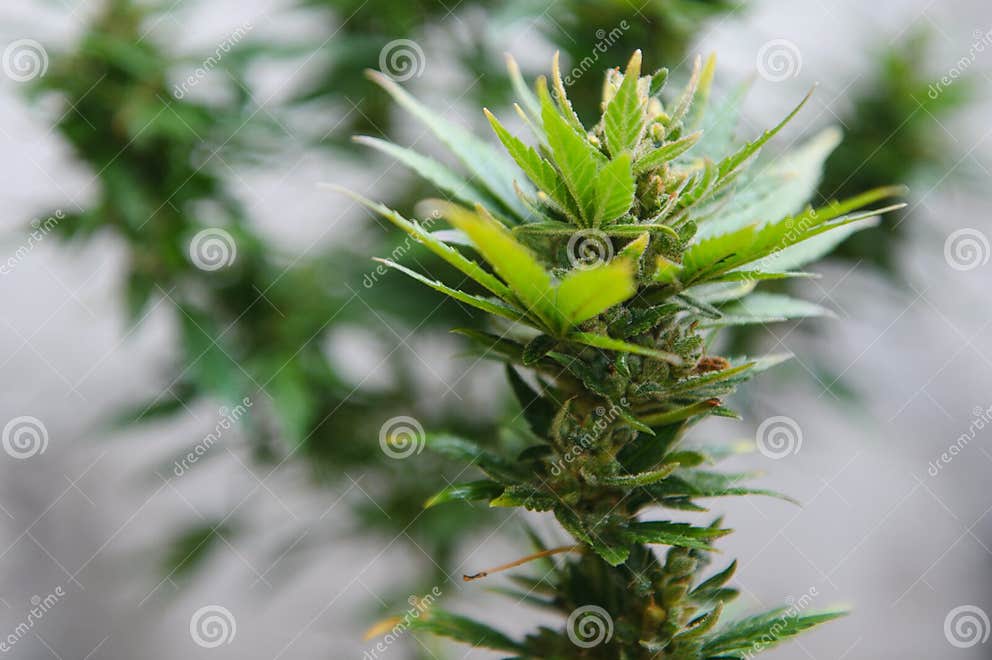 Background Canopy of Budding Indoor Marijuana Plants. Stock Photo ...