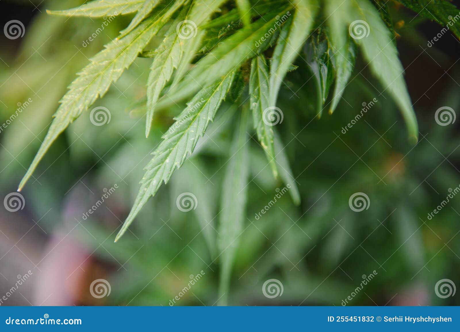 Background Canopy of Budding Indoor Marijuana Plants. Stock Photo ...