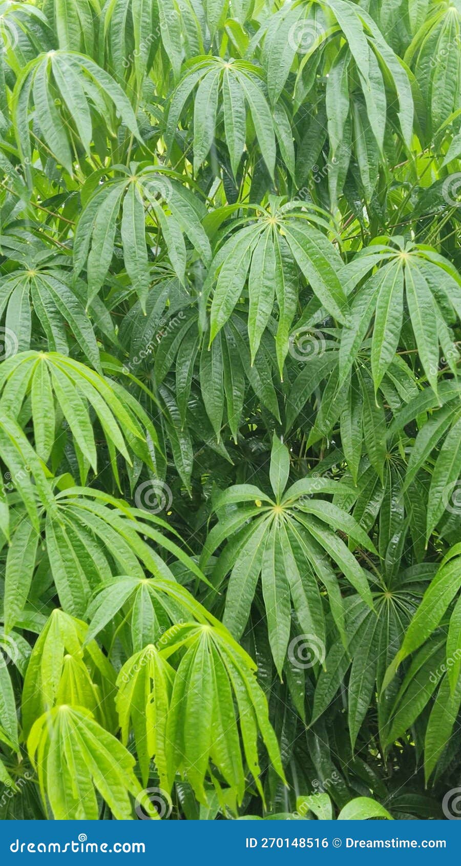 Background Of Cassava Tree Leaves Royalty-Free Stock Image ...