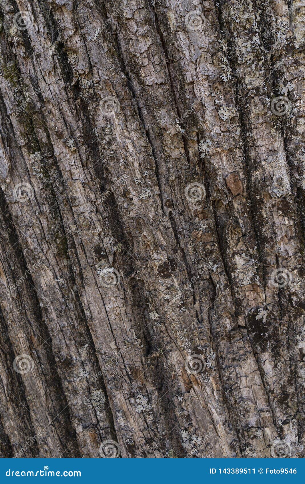 Chestnut Bark Background Un the Forest Stock Image - Image of board ...