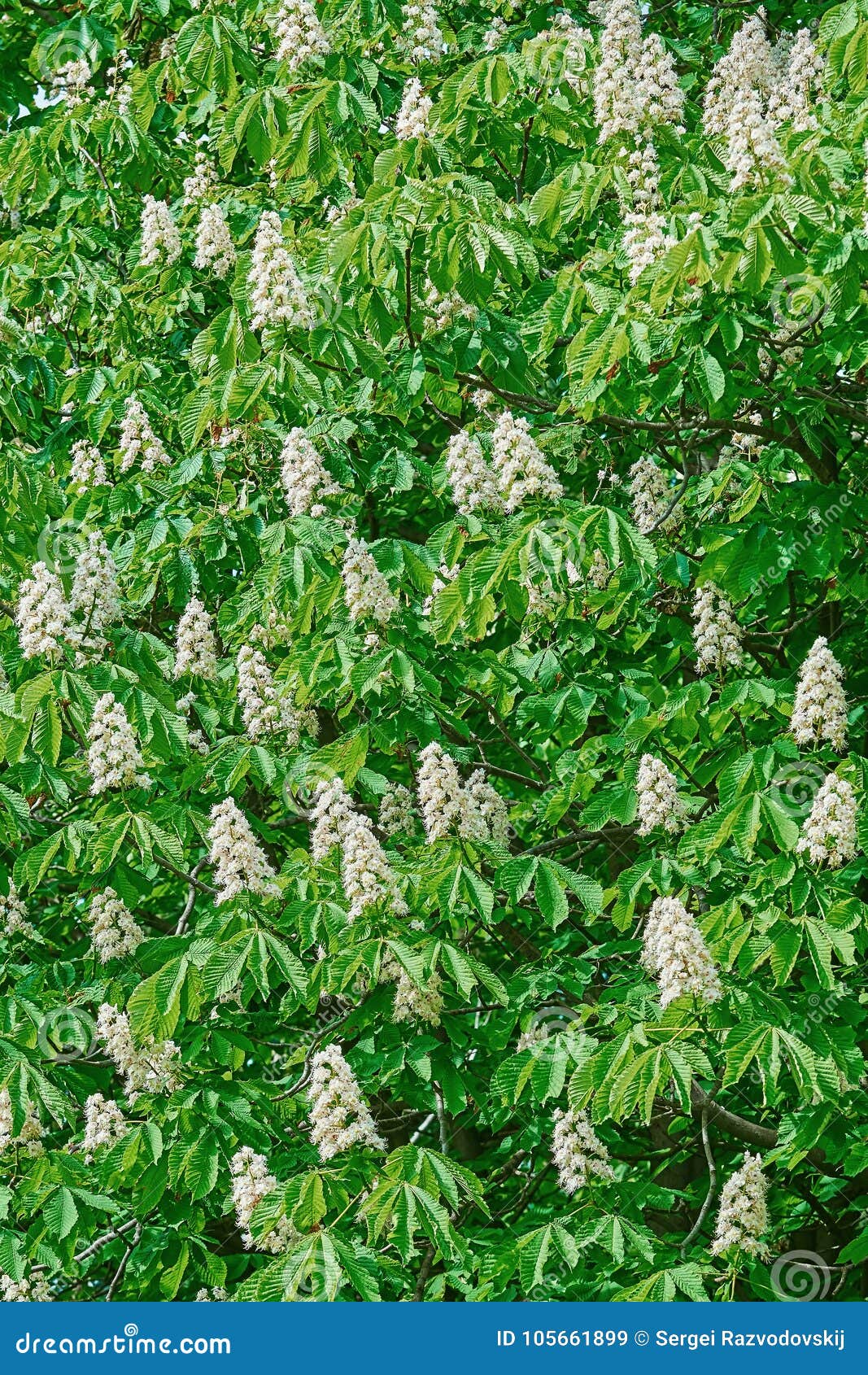 Chestnut in Bloom stock image. Image of chestnut, anthesis - 105661899