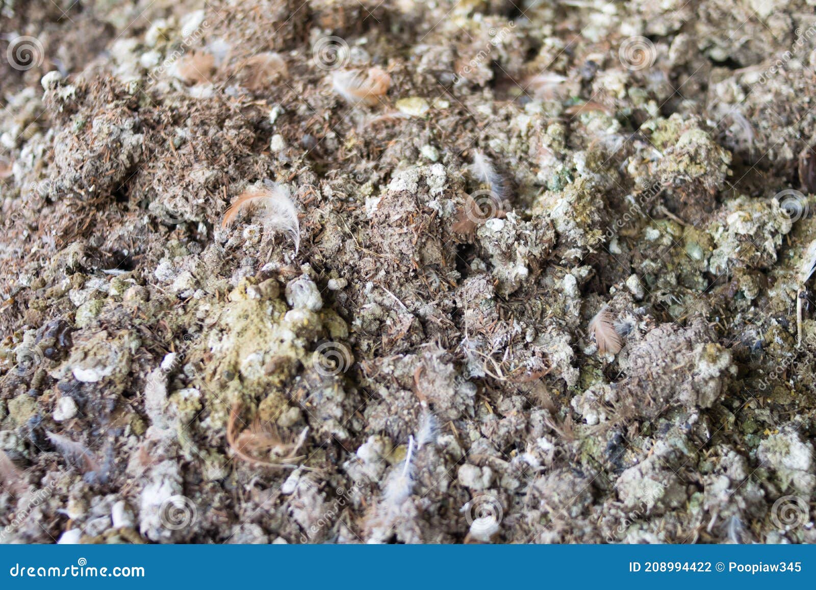 Background of Chicken Manure Stock Photo - Image of storage, dirty ...