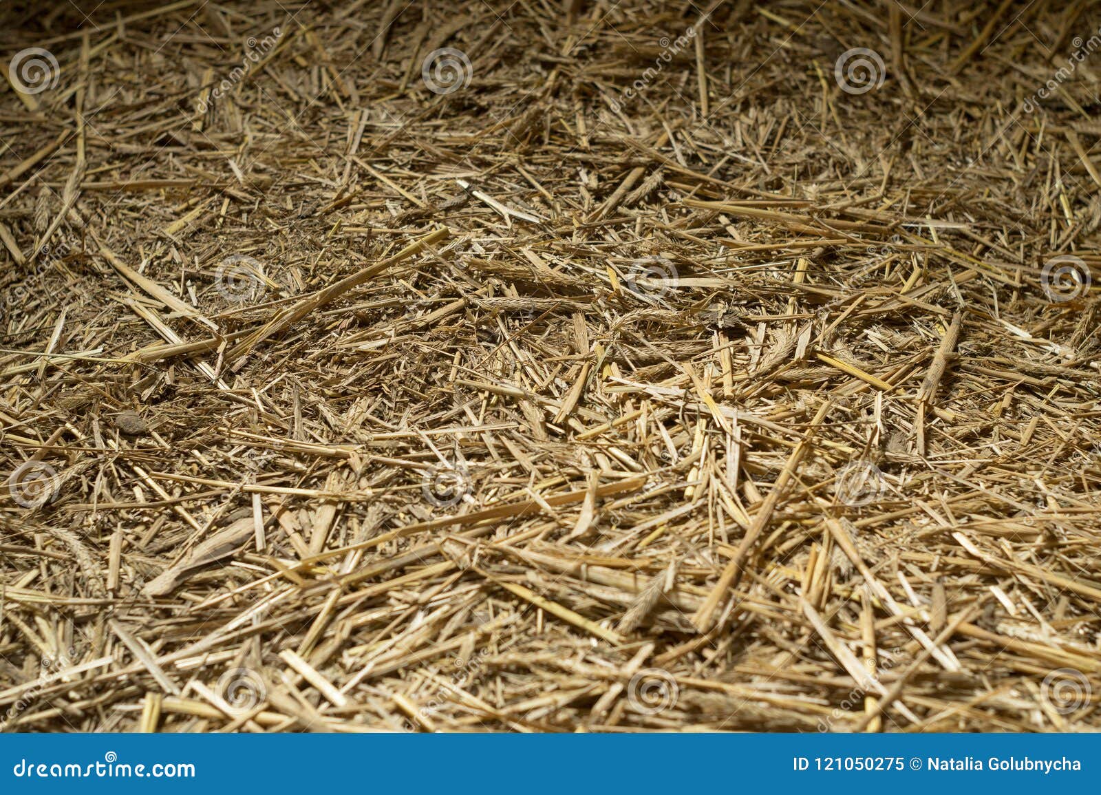 Background of Chopped Straw Stock Image - Image of straw, yellow: 121050275