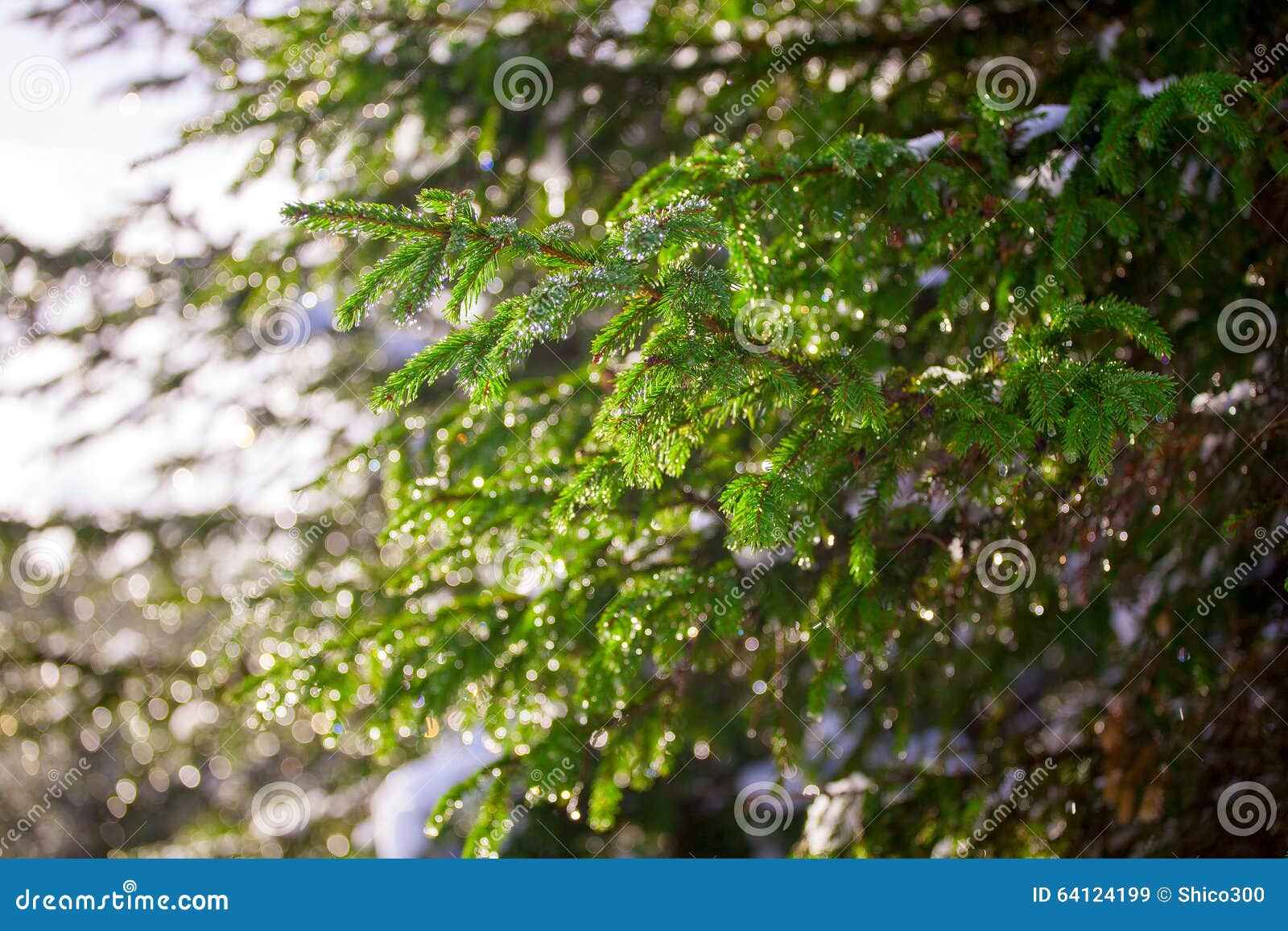 Background of Christmas Tree Branches Stock Image - Image of forest ...