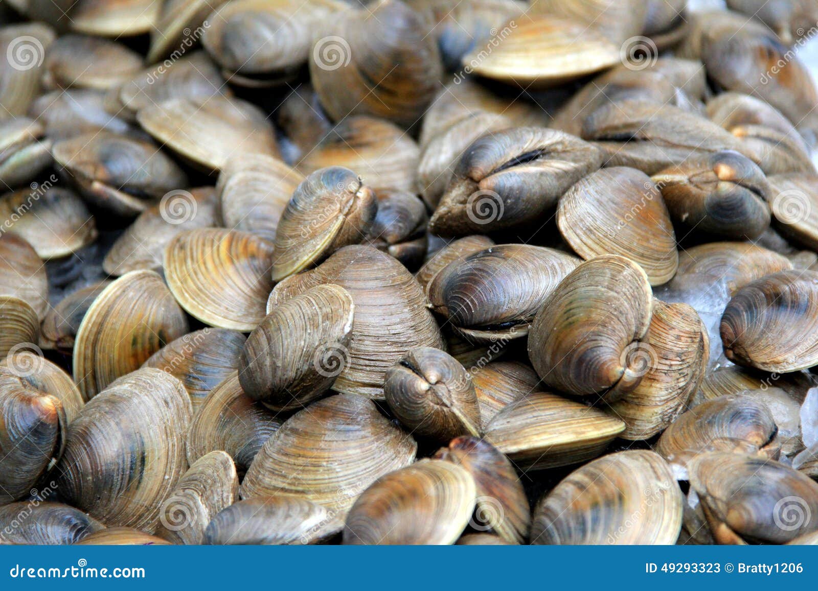 Background of Clams, Still in Shells,displayed at Market Stock Image ...