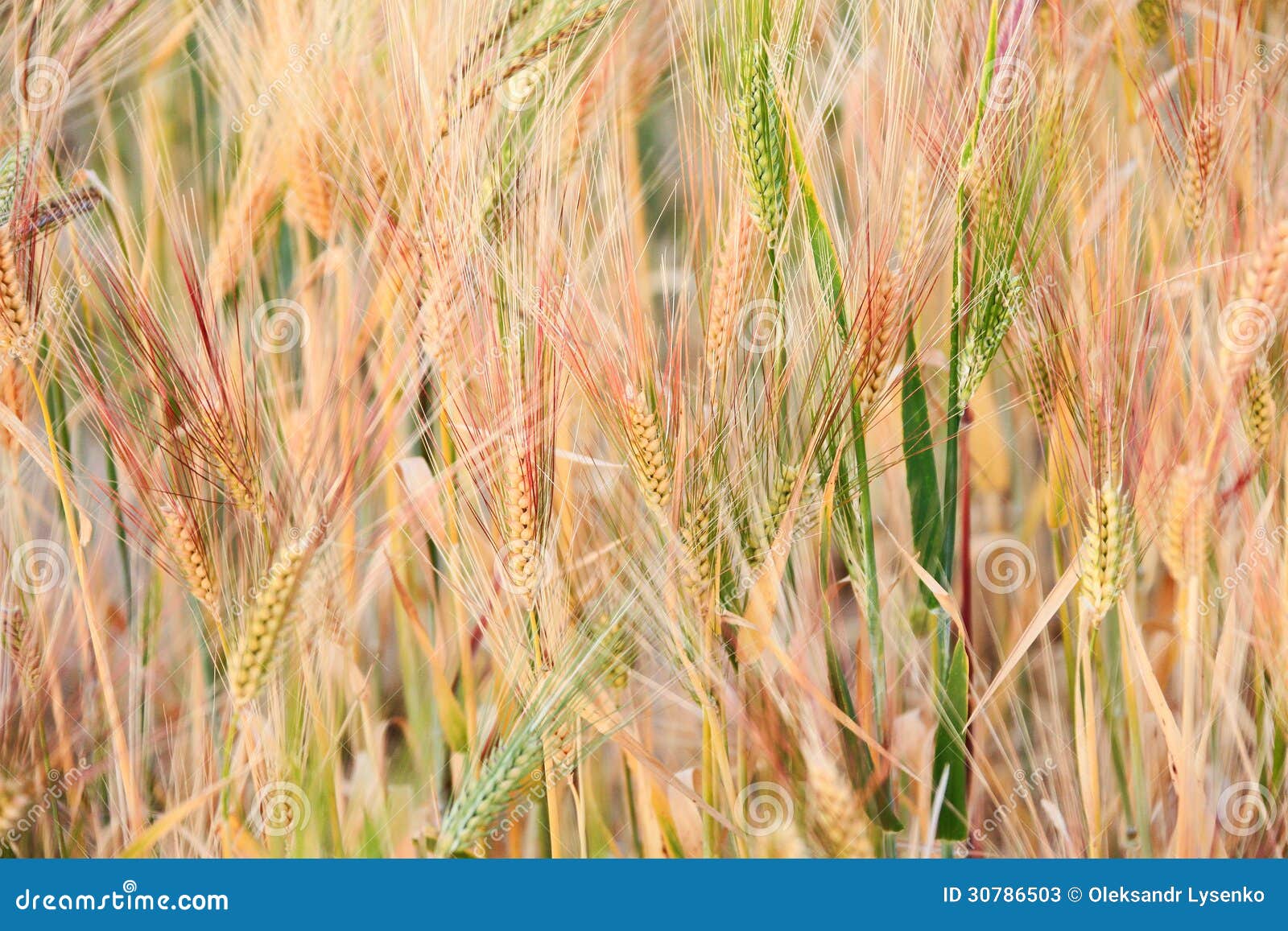 Background of clean wheat stock image. Image of green - 30786503