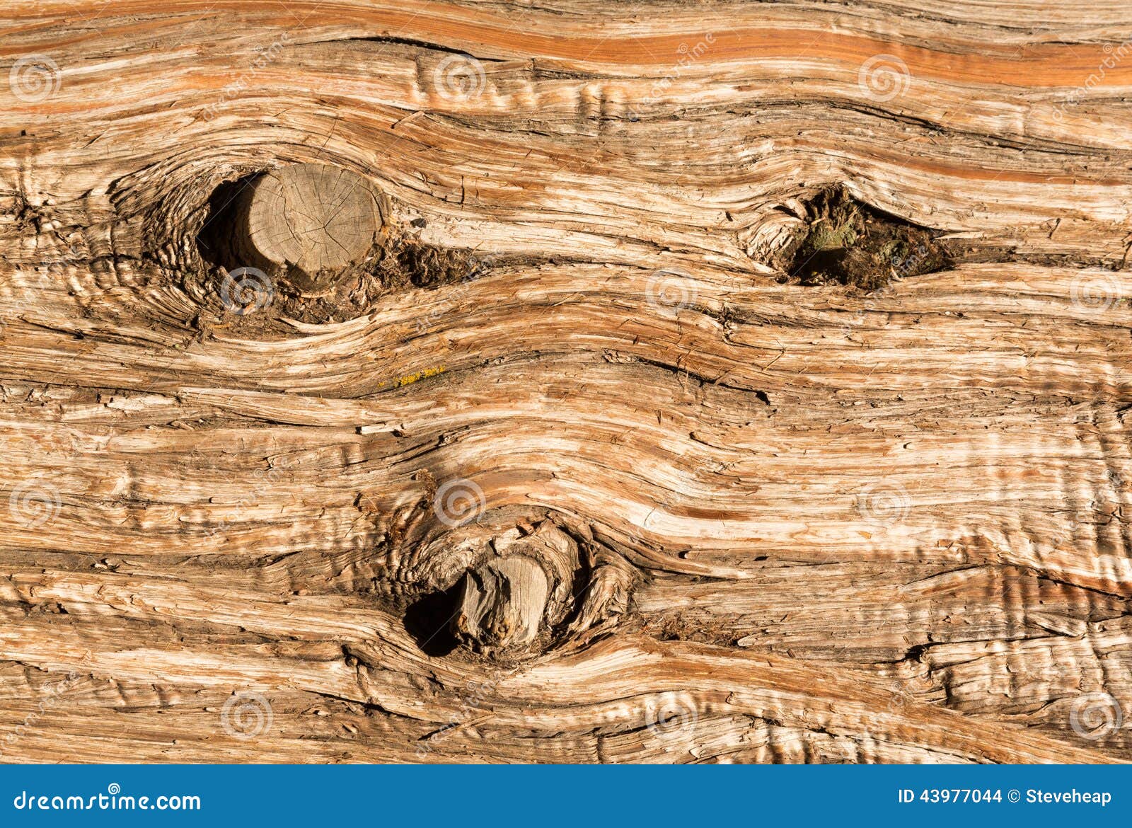 Three New Stumps Stock Photo | CartoonDealer.com #30873288