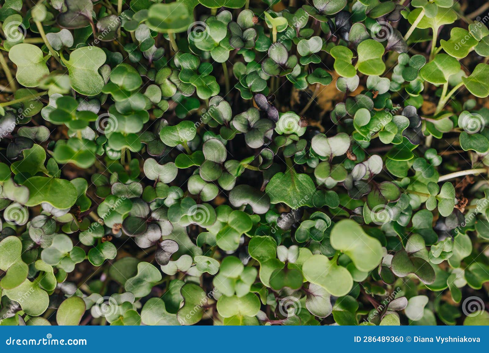 Background with Close-up Leaves of Microgreen Stock Photo - Image of ...