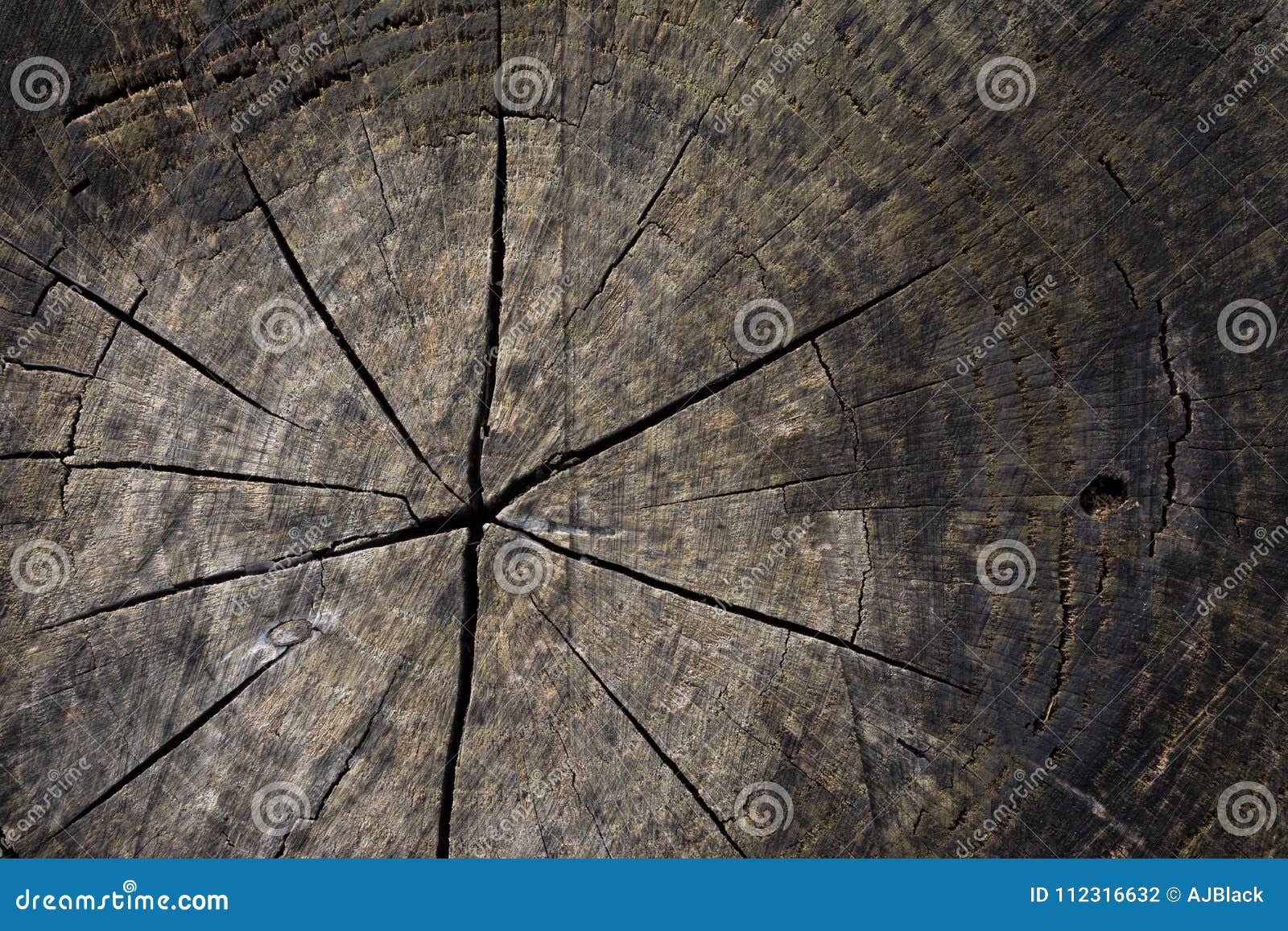 Close-up of Old Splitting Tree Stump Stock Photo - Image of outside ...