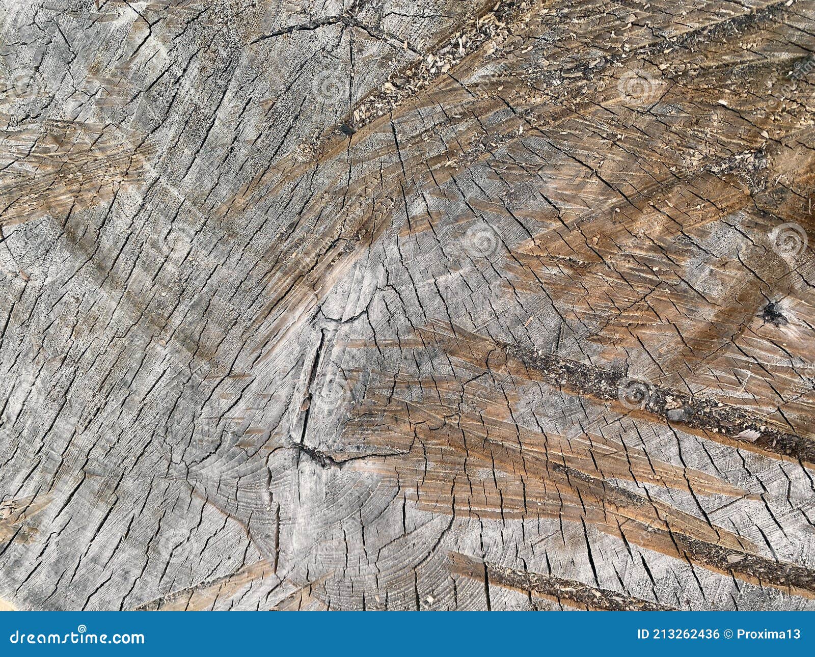 Closeup Of Cross Section Of Moso Bamboo Node Or Septa Cross Section ...