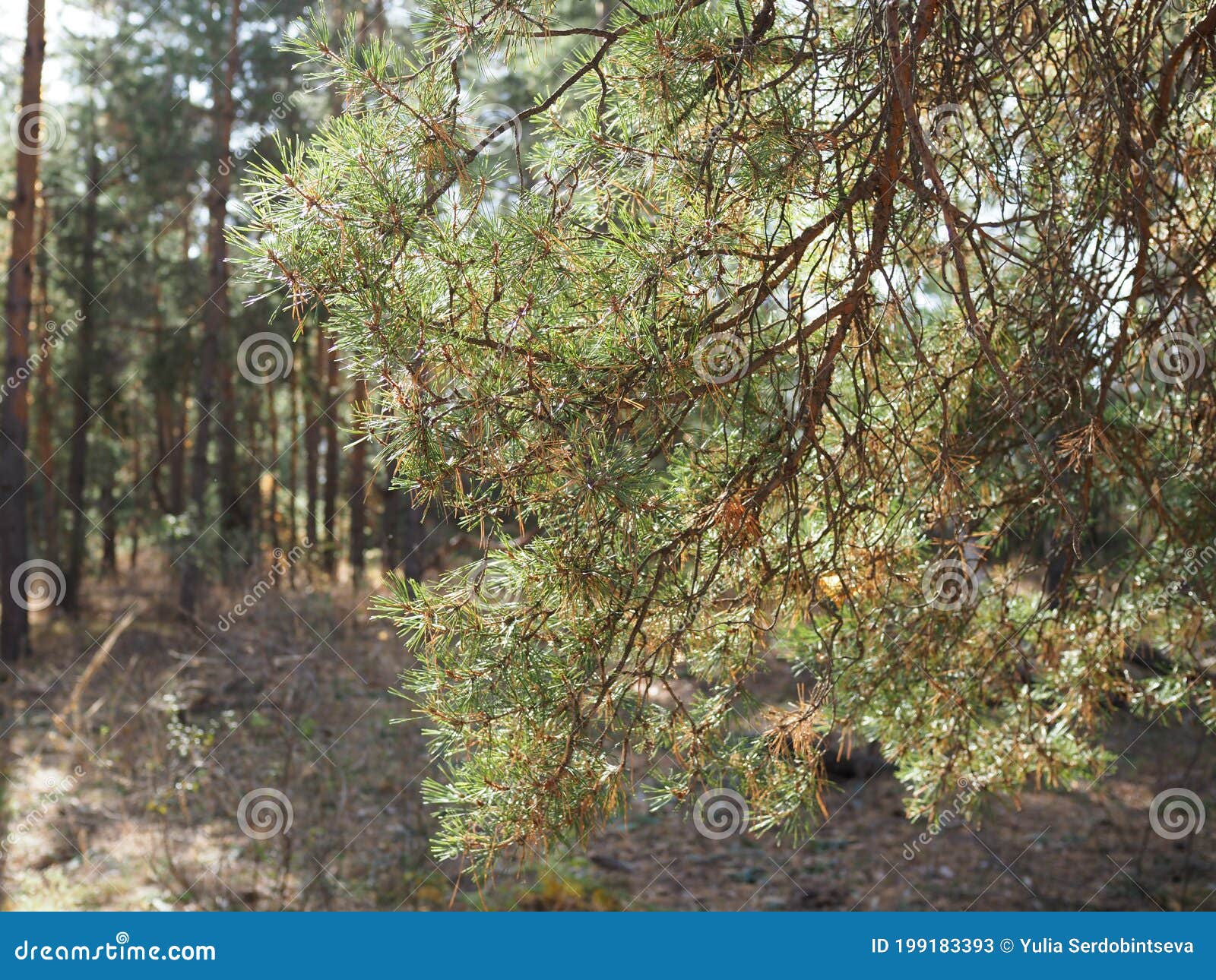 Background of Closeup of Pine Tree Forest Stock Image - Image of blue ...