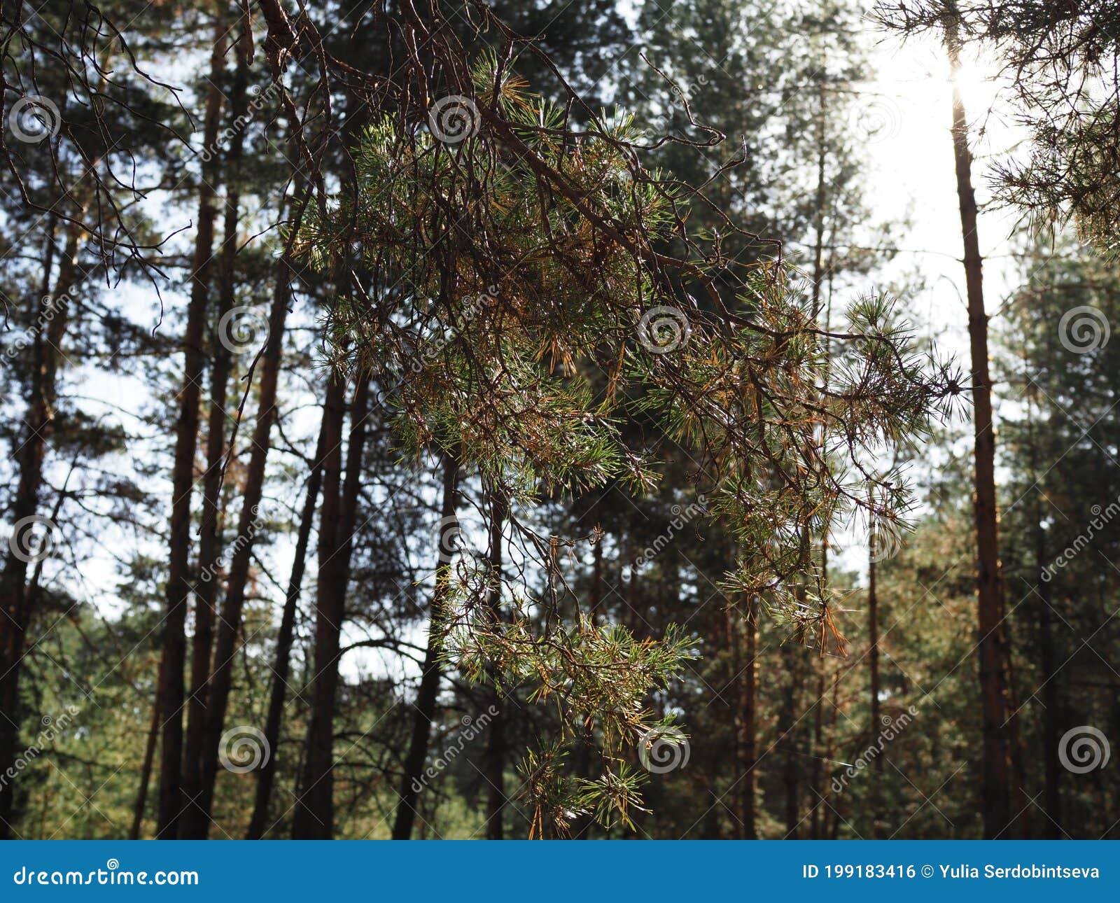 Background of Closeup of Pine Tree Forest Stock Photo - Image of ...