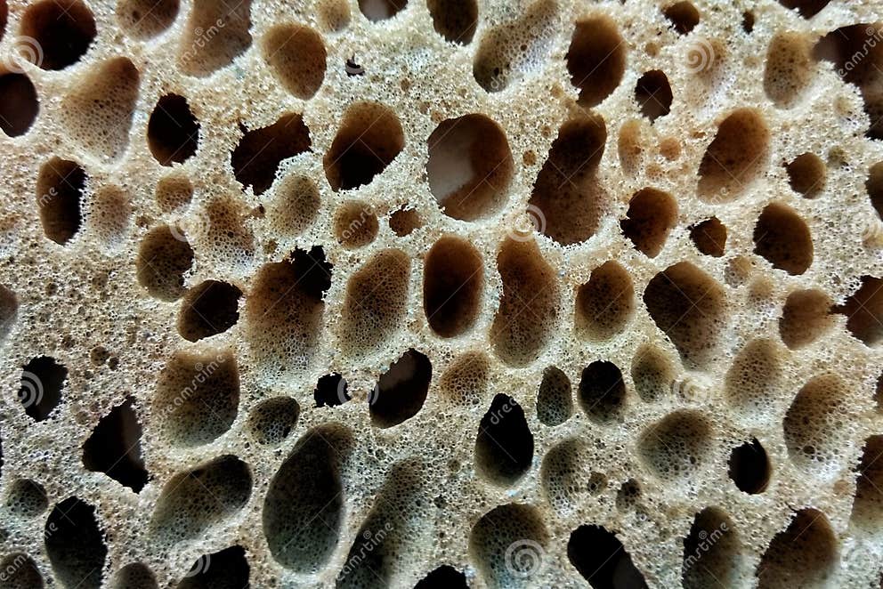 Background of a Closeup of a Sponge Stock Image - Image of texture ...