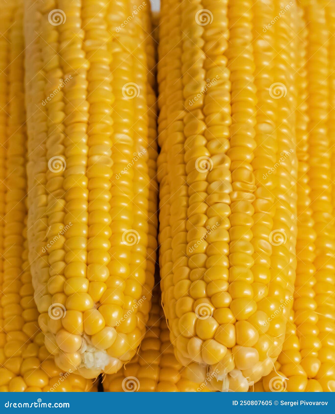 Background Cob of Corn Yellow Vertical Cob Texture of Vegetables Stock ...