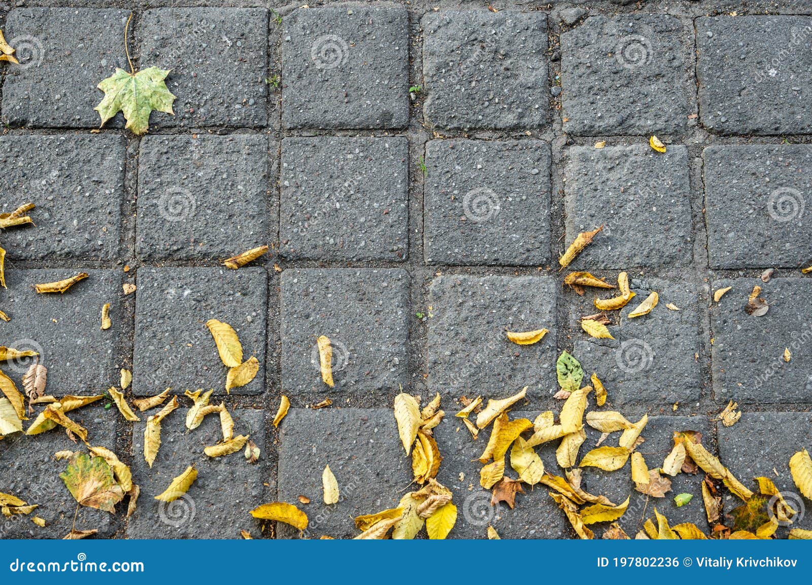 Background Cobblestone Pavement with Yellow Autumn Leaves Lying on it ...