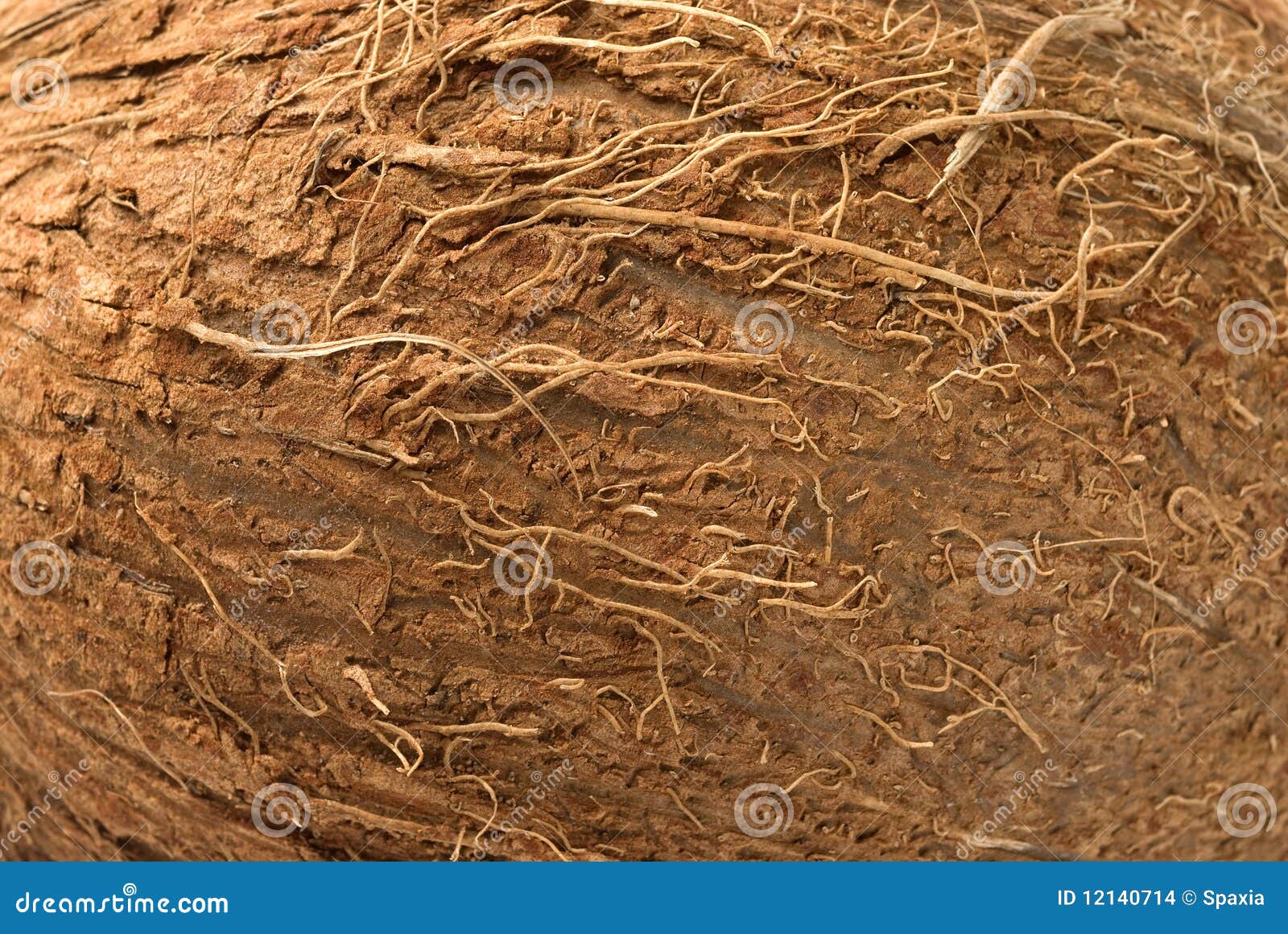 Background of Coconut stock photo. Image of island, tree - 12140714