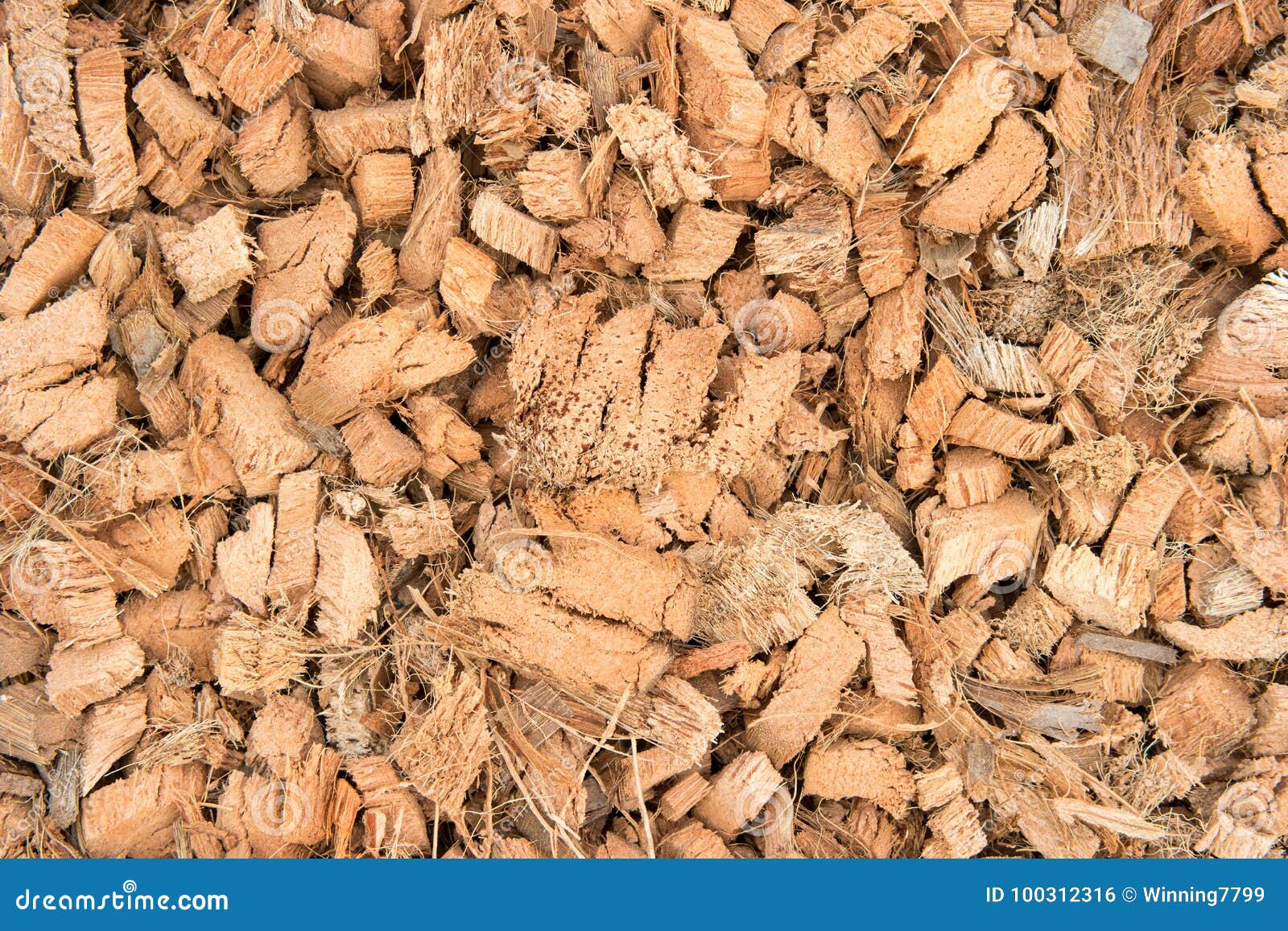 Coconut Spathe Fiber On The Trunk Of Coconut Tree Royalty-Free Stock ...