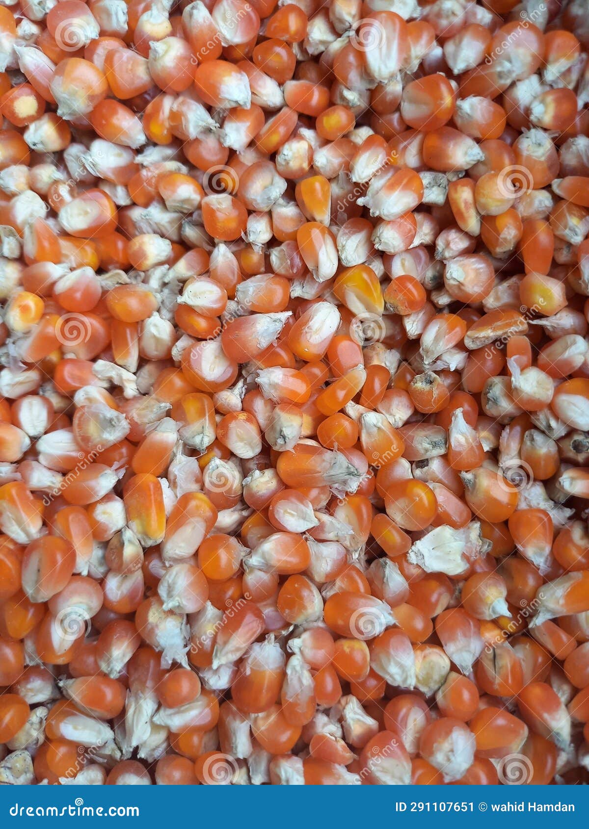 Background of Collection of Dry Corn Kernels Stock Image - Image of ...